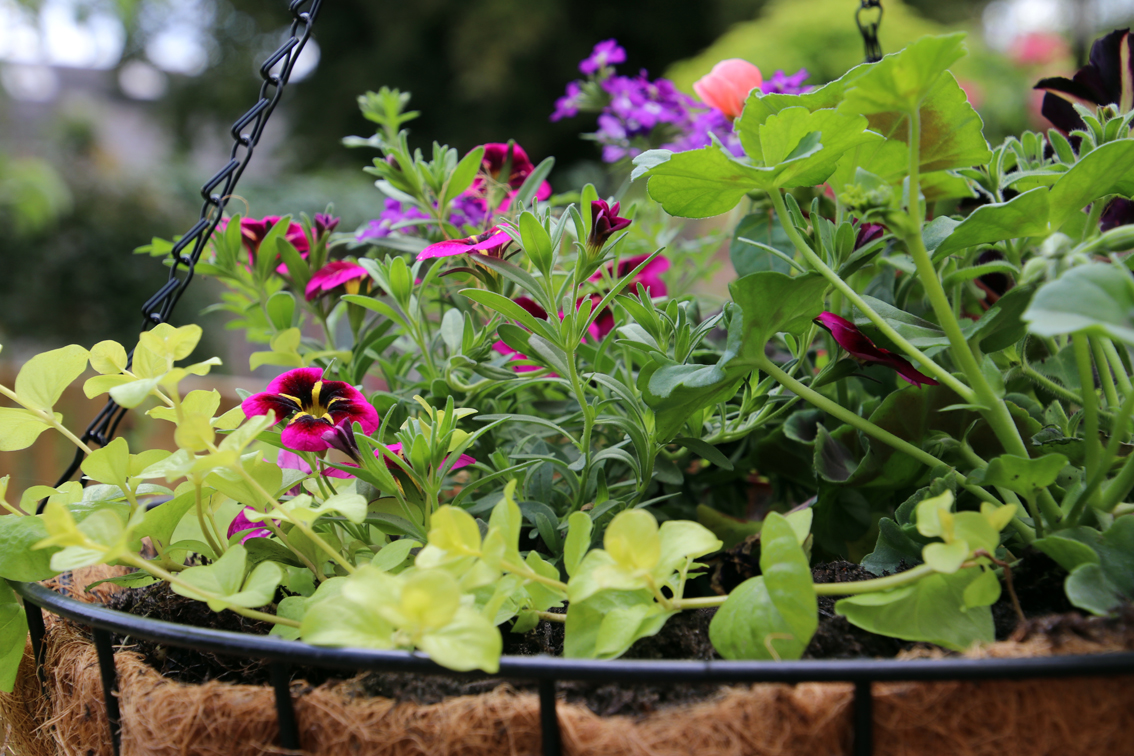 Open Gardens 2025 | Osney Island